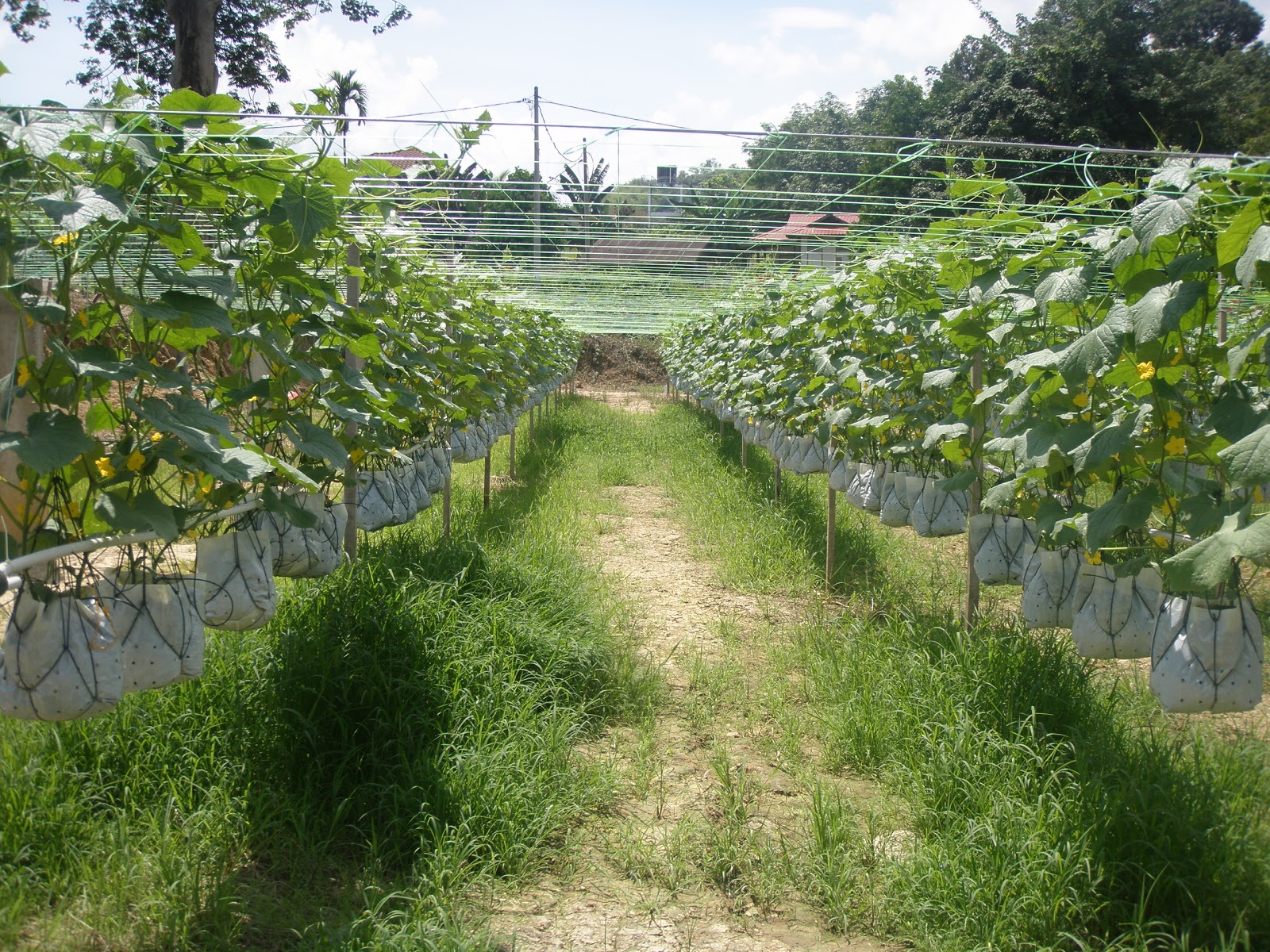 Gaya Terbaru 21+ Fertigasi Timun