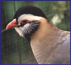 GAZİANTEPLİ CEMİL USTANIN KAFESLERİ: KEKLİK ÇEŞİTLERİ