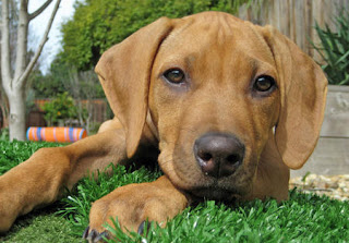 Such Good Dogs: Breed of the Month--Rhodesian Ridgeback