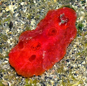 Rafael Microfauna Marina: Cymopolia barbata (Algas verdes)