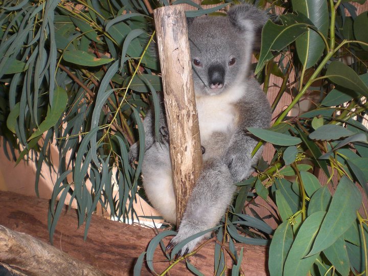 White Wolf : Orphaned Baby Koala Returns To Wild