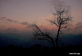 Cedar Hill Lodge - (Shimla) - Himachal Pradesh.: Trees of Shimla, Himachal