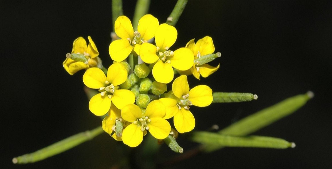 Plantas crucíferas: 20 ejemplos - Biología