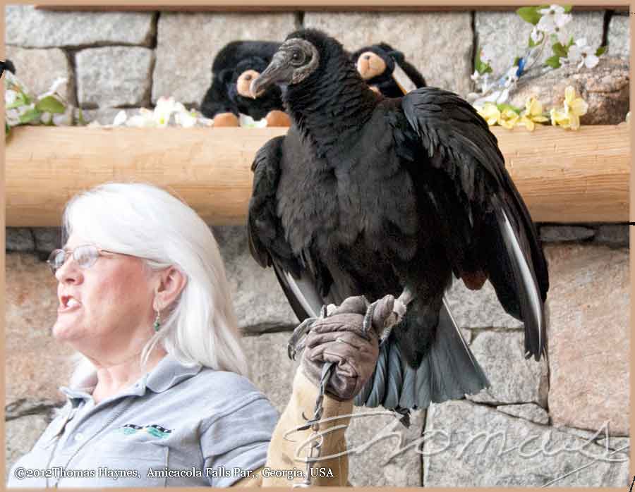 Landing Heron.. awkward beauty Cats, Photos,Jewelry,Jesus: Vultures ...