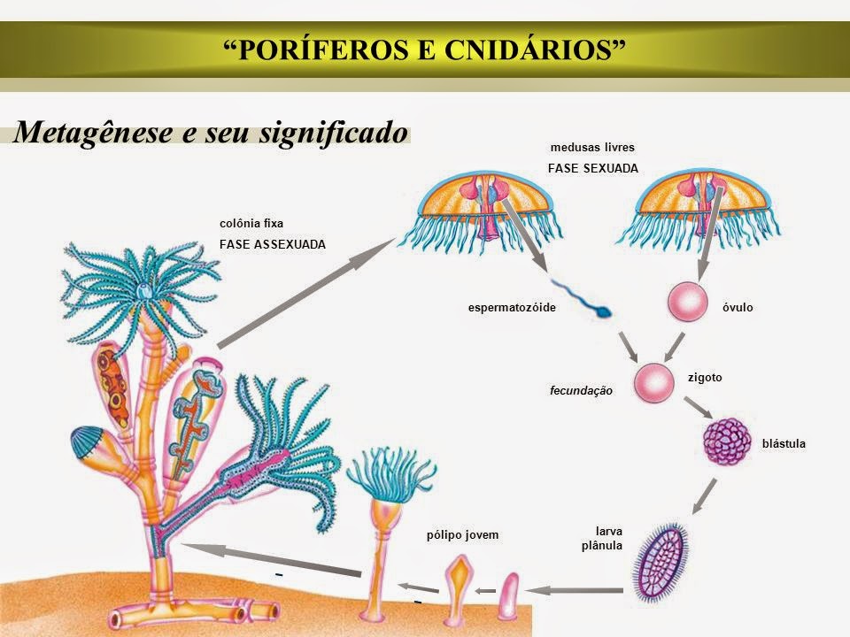 on the line: PUC PR - Reprodução Assexuada