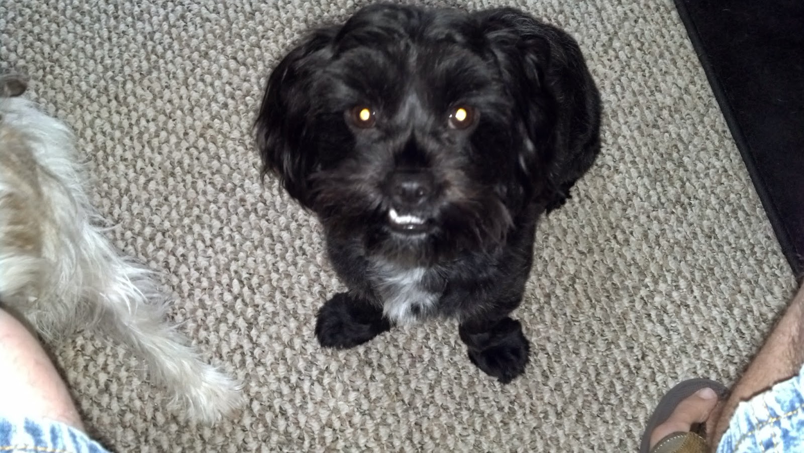 Maltese Schnauzer mix Blog