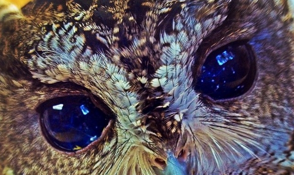 White Wolf : Zeus, The Blind Rescue Owl, Has Galaxies in His Eyes (With ...