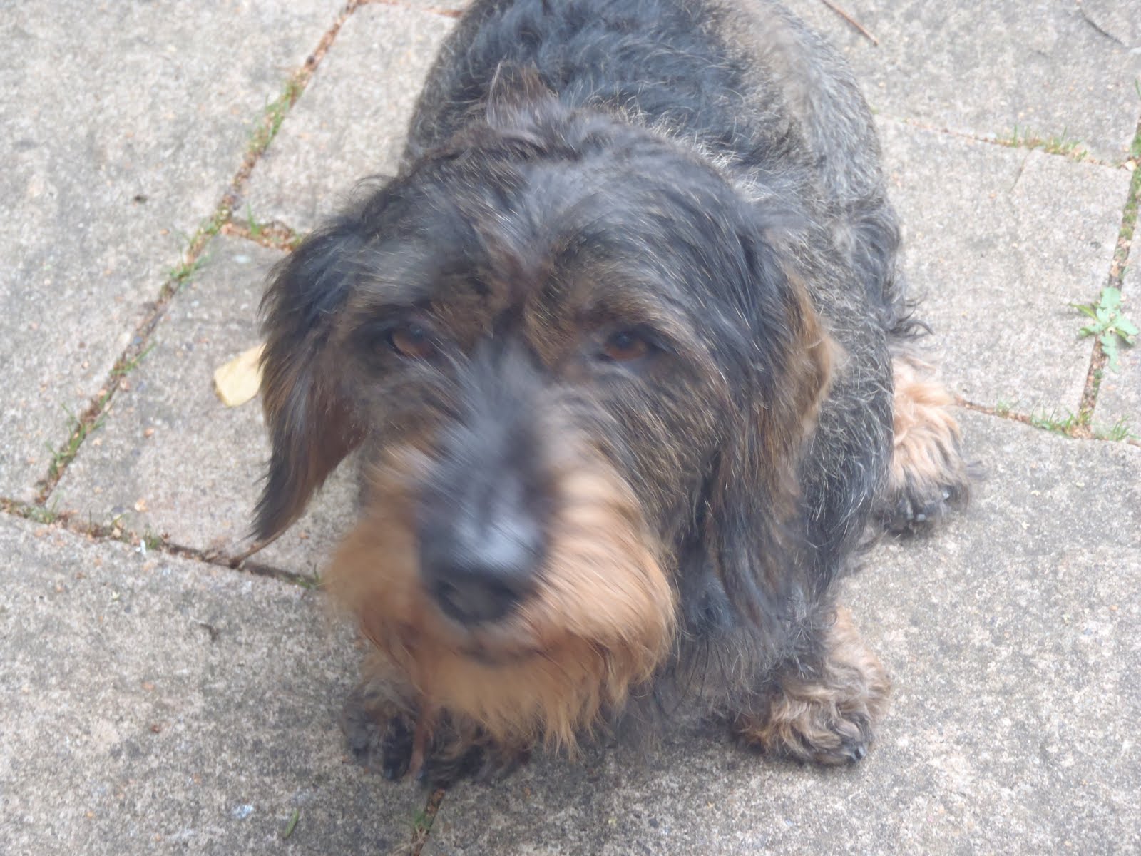 Confessions of an Oxfordshire stitcher: B,C,D:Boofle, Crochet and Dogs!