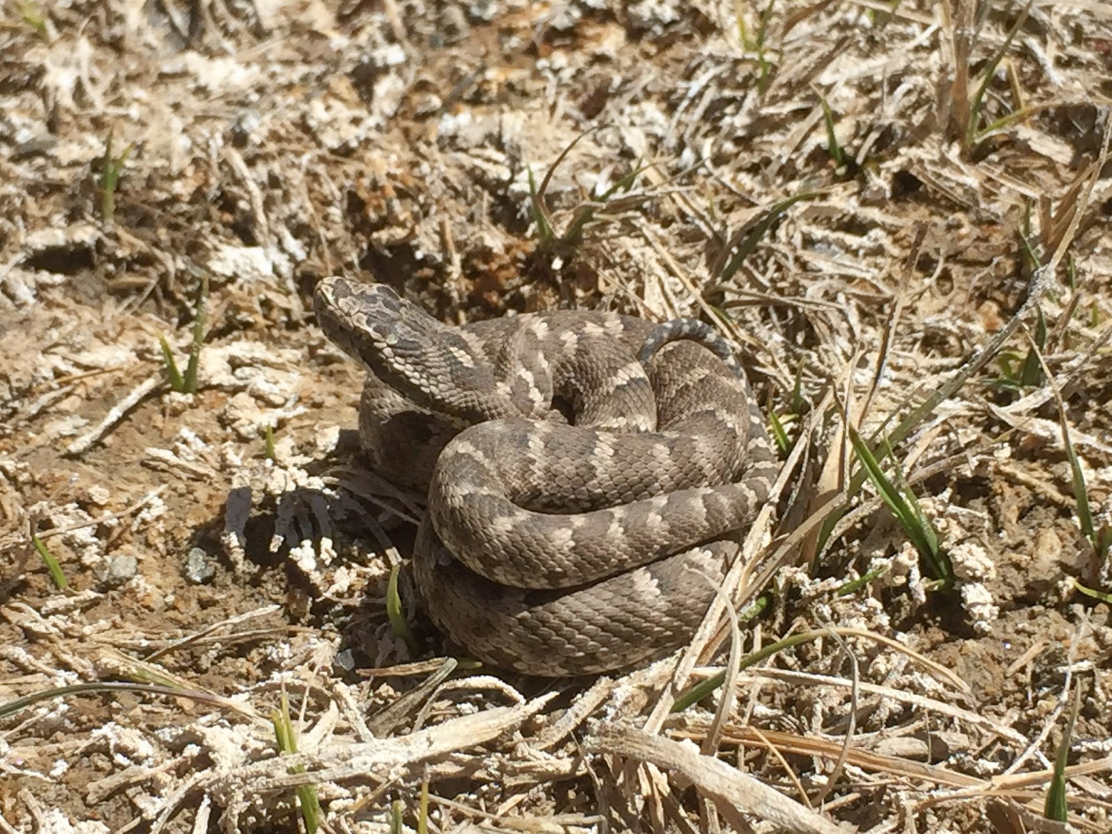 The Deskbound Birder: Mongolia - 12th May (Day 5) - Dalanzadgad and ...