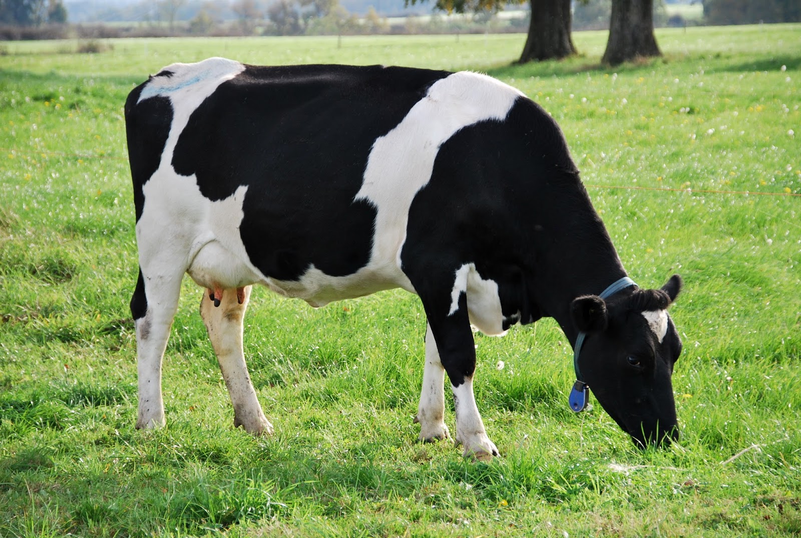 CLASIFIQUEMOS LOS SERES VIVOS : Los Animales