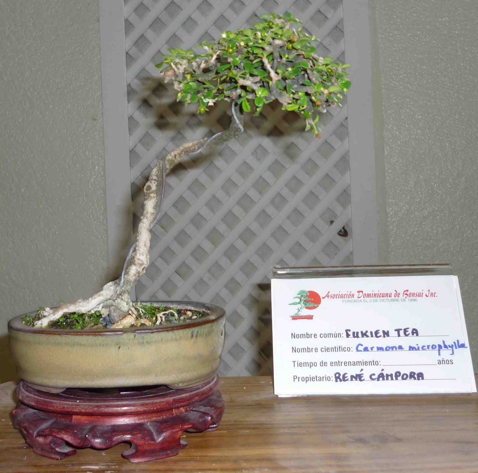 Asociación Dominicana de Bonsai, Inc.: XIII Exposicion El Bonsai Tropical