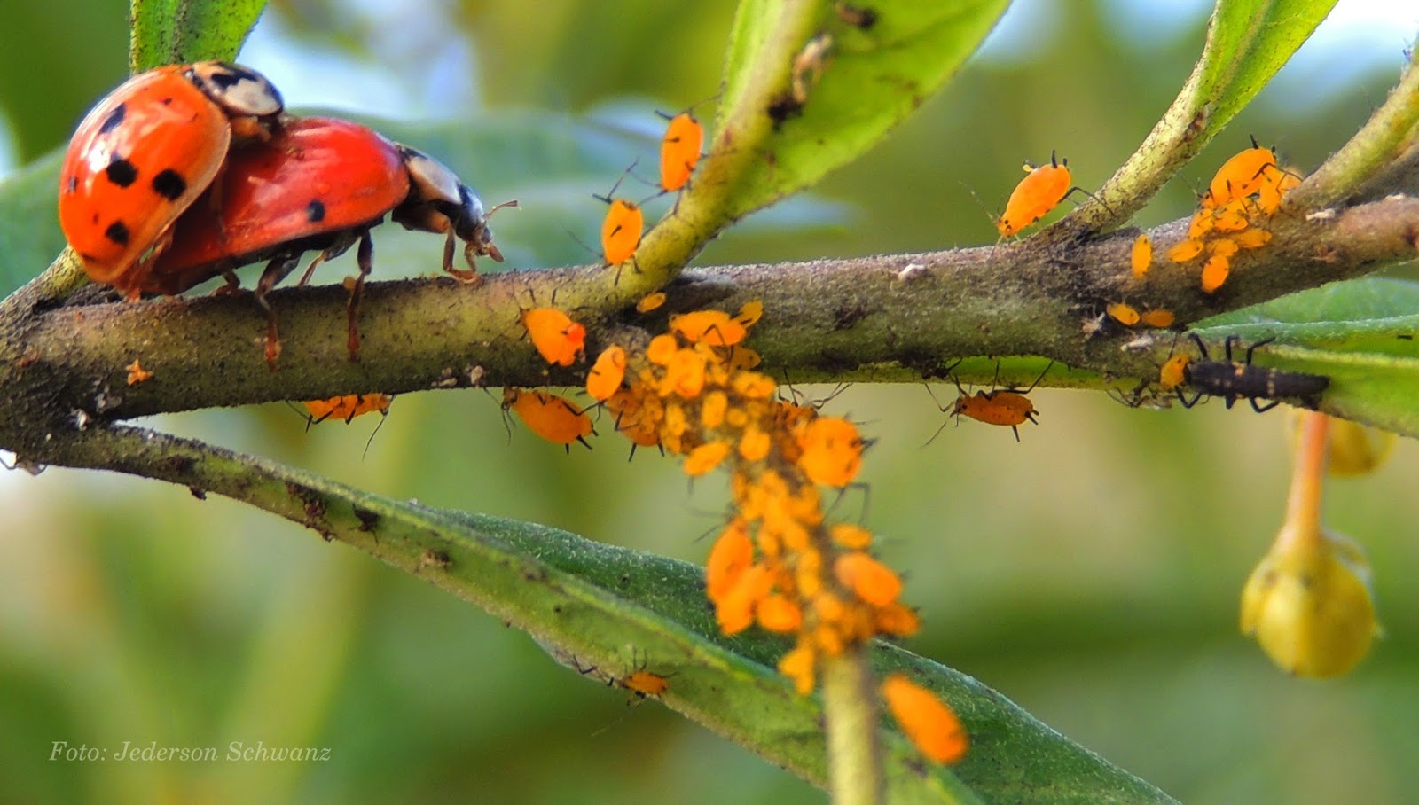 Pássaros e nossa terra : Joaninha(inseto)predando Afídeos (pulgões ...