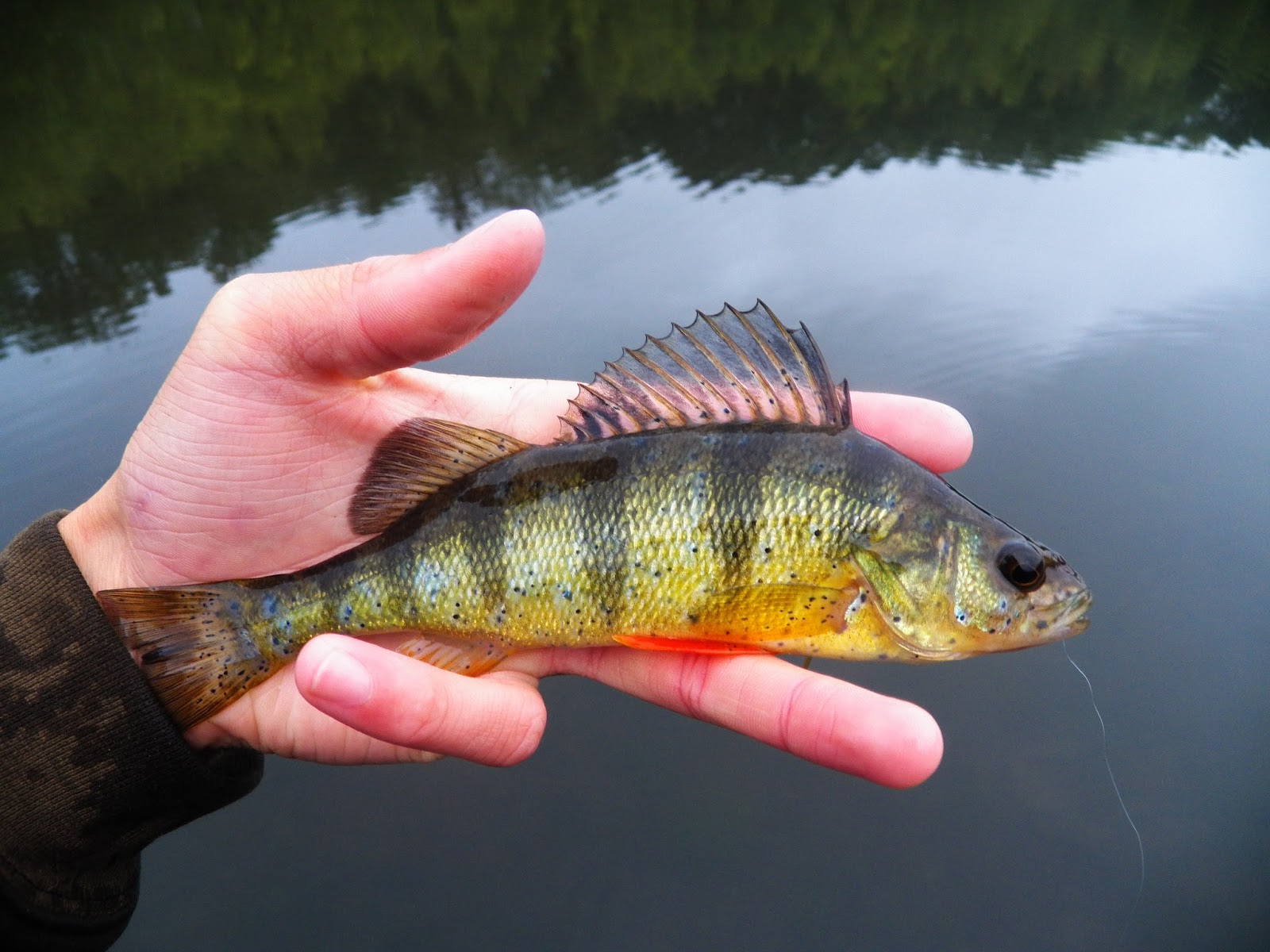 Connecticut Fly Angler: Evening Panfish