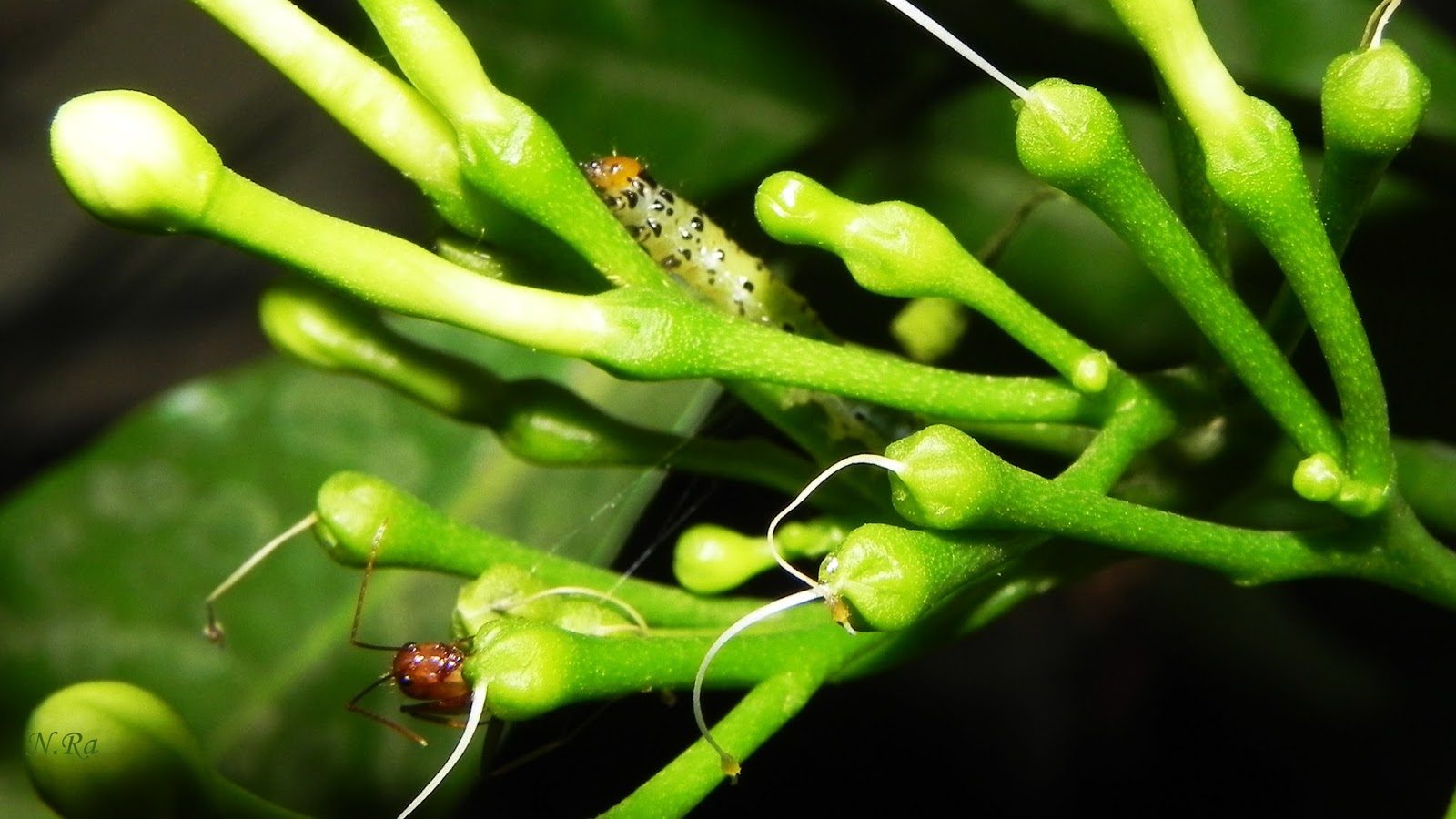Lepidoptera Life cycle: Life Cycle images of Parotis marginata