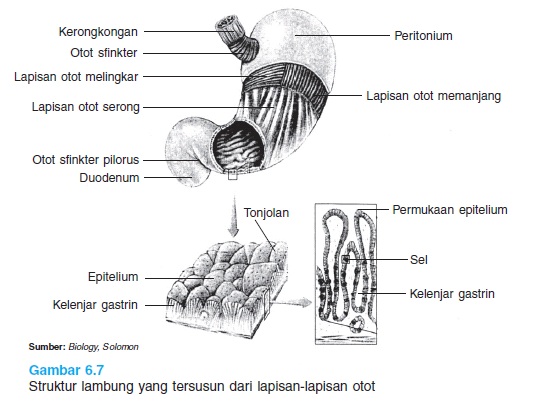 FIRWAN TEAMPACOOL: LAPORAN PENDAHULUAN GASTRITIS