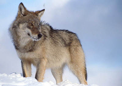 La Chachipedia: El lobo. Canis lupus.