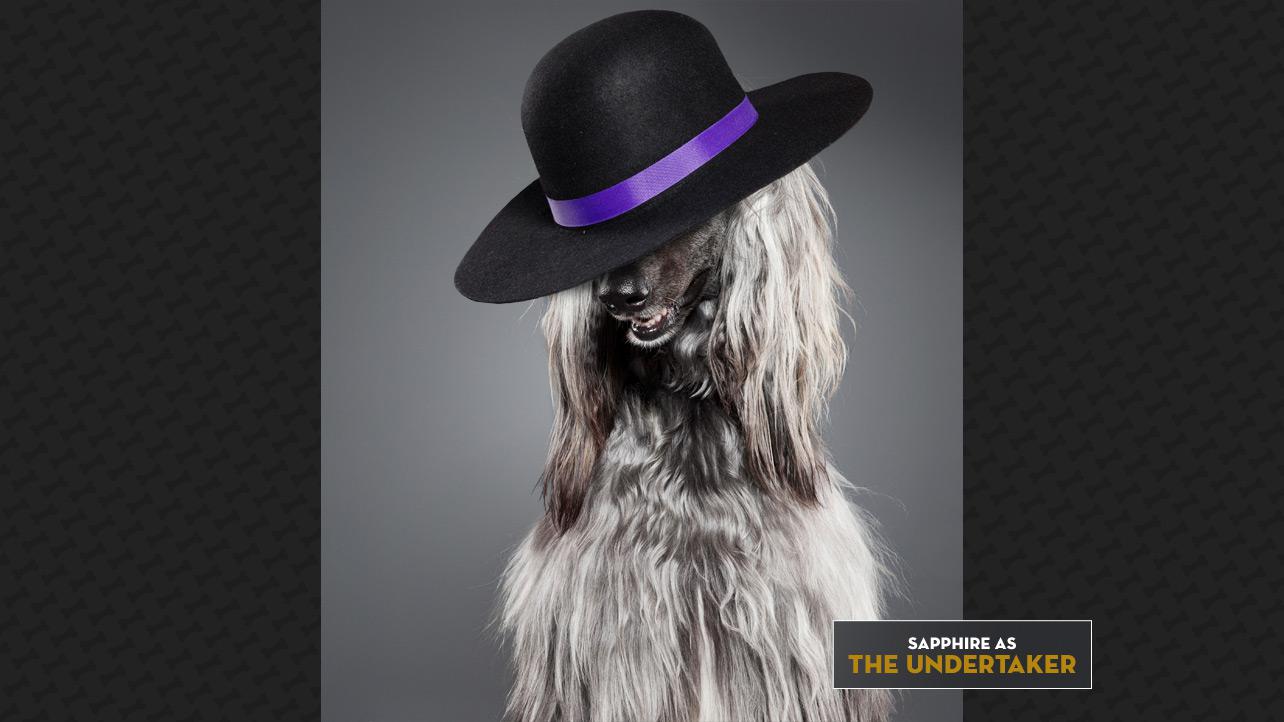 NWK to MIA: Dogs Dressed As WWE Stars? Dogs Dressed As WWE Stars