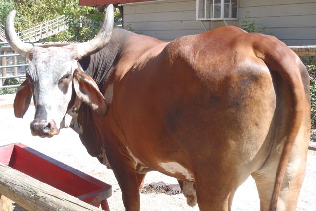 Red Bull Rising: Chasing the Red Bull