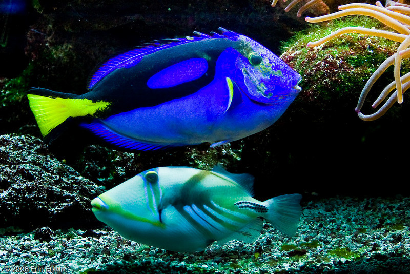 Info-Junction Blog: Reef Triggerfish