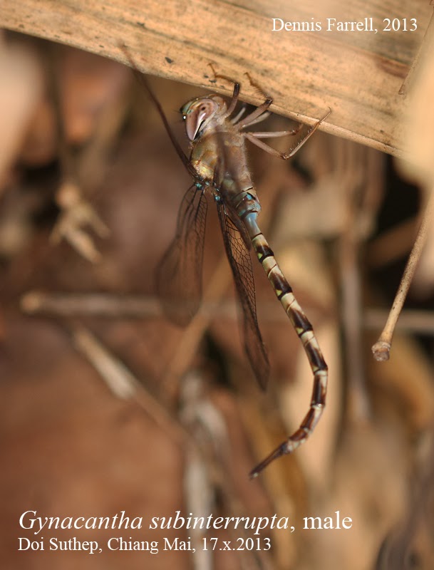 Dragonflies & damselflies of Thailand: 93. Gynacantha subinterrupta ...