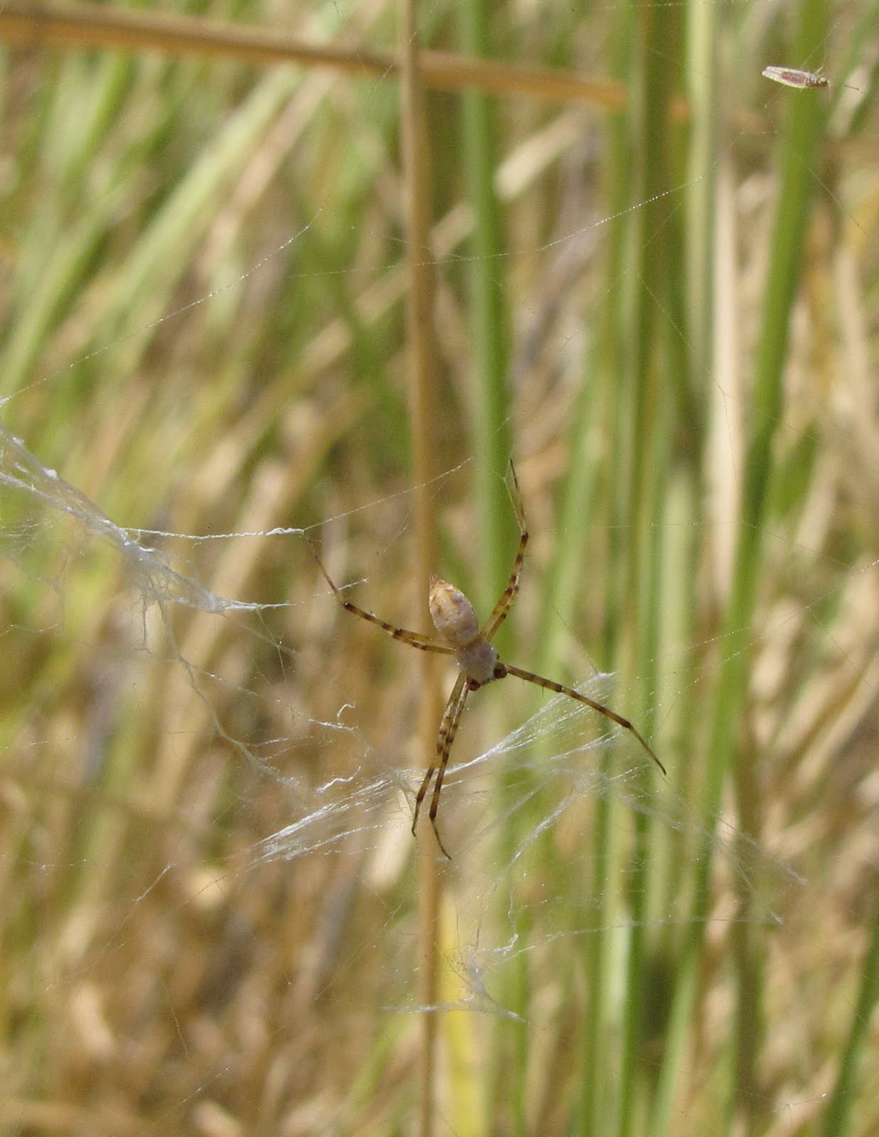 Bug Eric: Spider Sunday: Banded Argiope