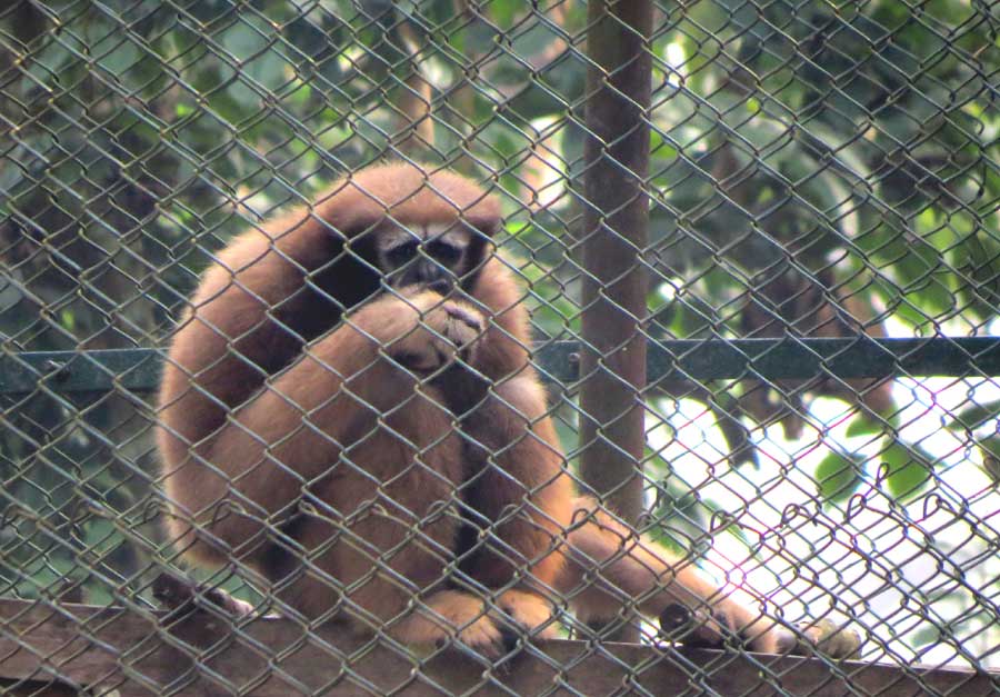 Just About Everything: Tripura; Sepahijala Wildlife Santuary, Boxanagar ...