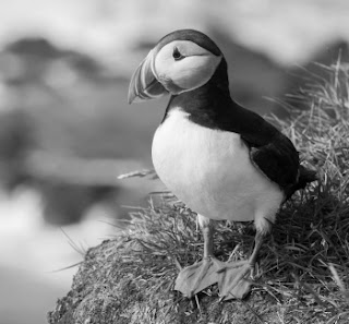Famous Dogs in History: Puffin Dog: A Very Unique Dog Breed