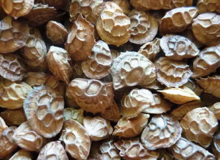 HyMark High Spots: Sainfoin (Onobrychis viciifolia) - Healthy or Holy