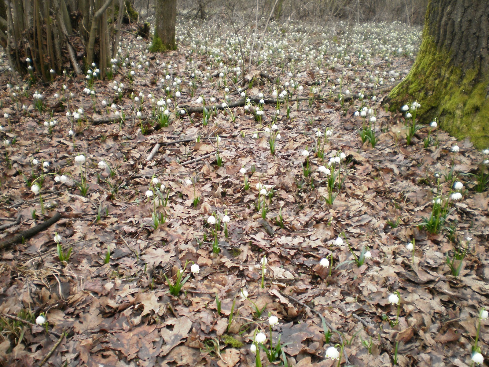 GLEDIŠTA VUJCA ŠTEFINE: PROLJETNI DRIJEMOVAC