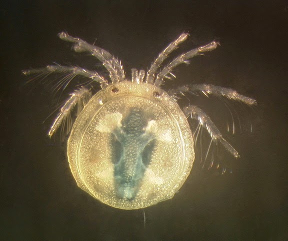 Variety of Life: Mideopsidae