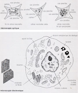 Bibliothèque de Sciences: Le Testicule Endocrine