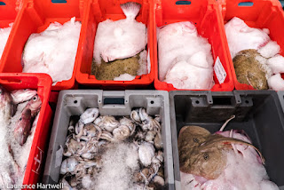 Through the Gaps! - Newlyn Fishing News: Mid-week fish market in Newlyn ...