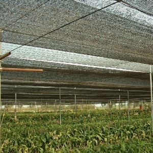 Paranet Sebagai Atap Tanaman Anggrek | Budidaya Tanaman Hias