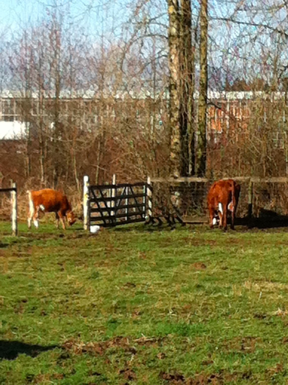 Little Toewsies: Jamie Toews: Official Cattle Wrangler