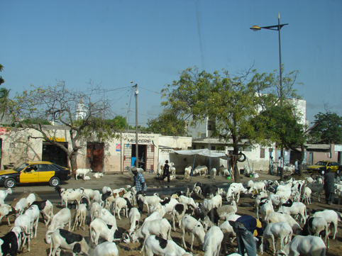 granelli di sabbia: Aid al-Adha in Senegal