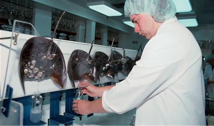 Deformutilation: Harvesting the Blood of Horshoe Crabs