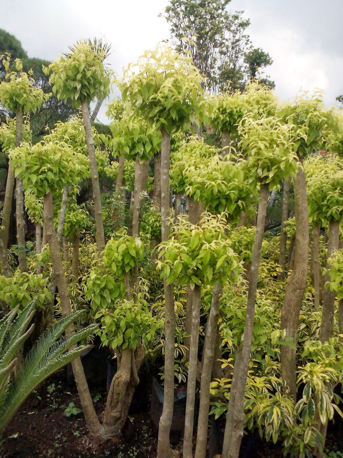 CV. STATISIERA WAYANG FLOWER: Tanaman Perdu