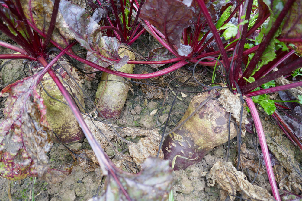 Gartenzone: Rote Rüben, Rettung für den faulen Gärtner