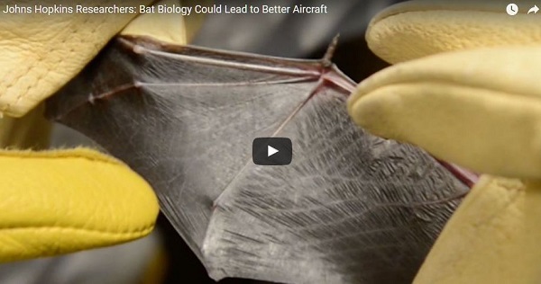 Info on bats | Keen sense of touch allows bats to fly with breathtaking ...