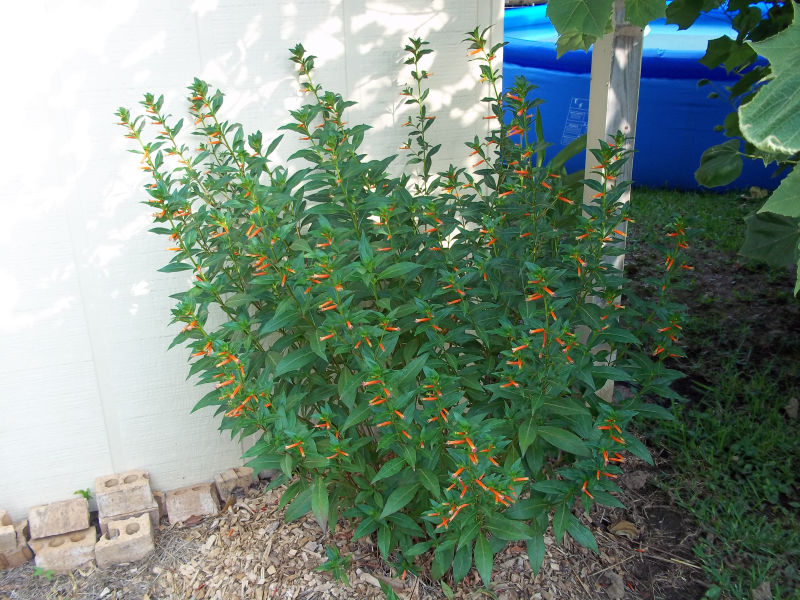 Davy's Louisiana Gardening Blog: Have a Cigar - Mexican Cigar Plant