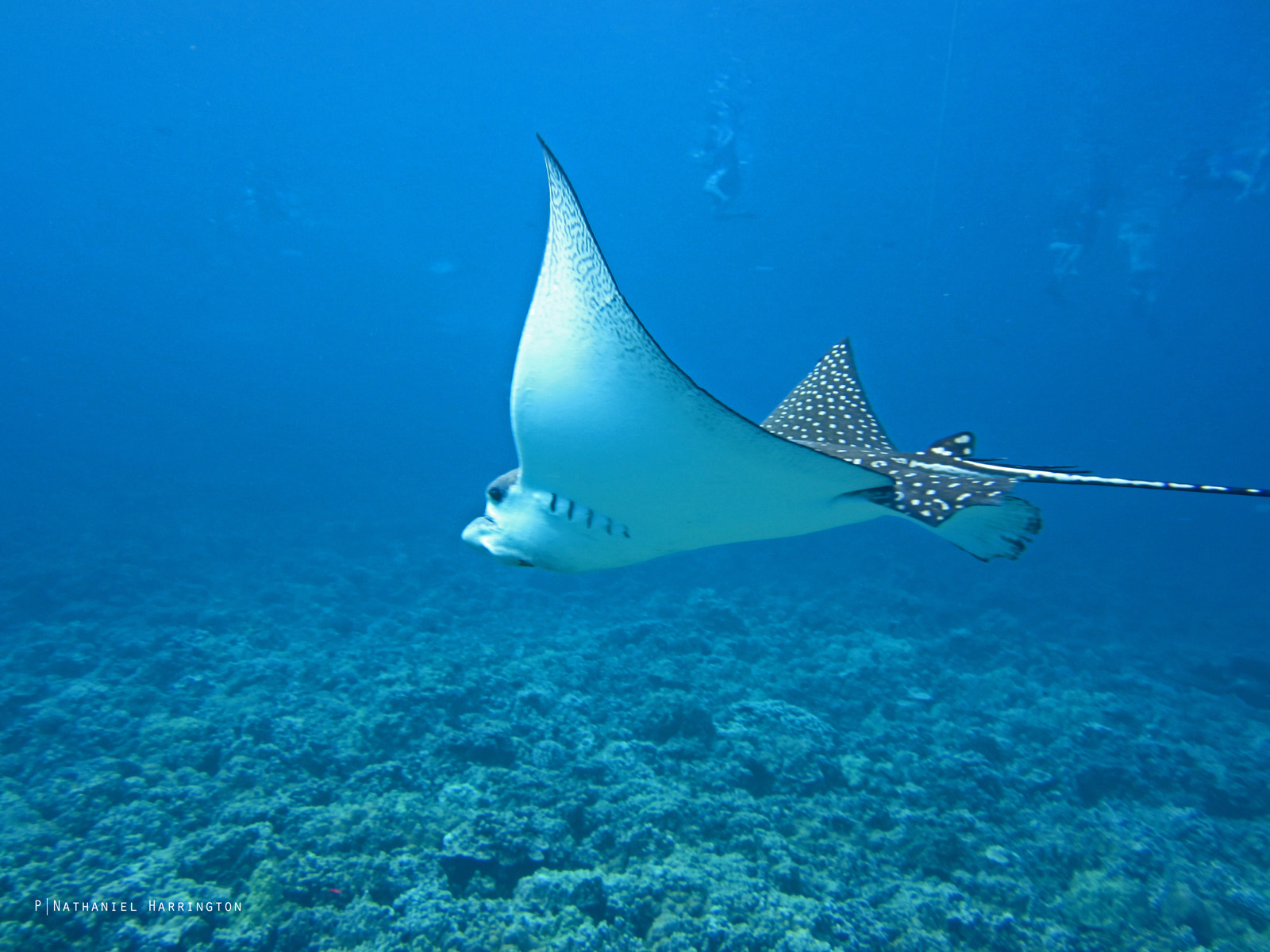 Nathaniel Harrington: Spotted Eagle Rays at Molokini.
