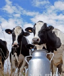 CABARAN TERNAK LEMBU TENUSU | PERTANIAN REZEKI