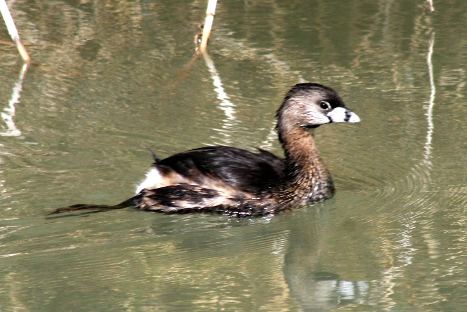 RV Trip'N: Big Bend National Park