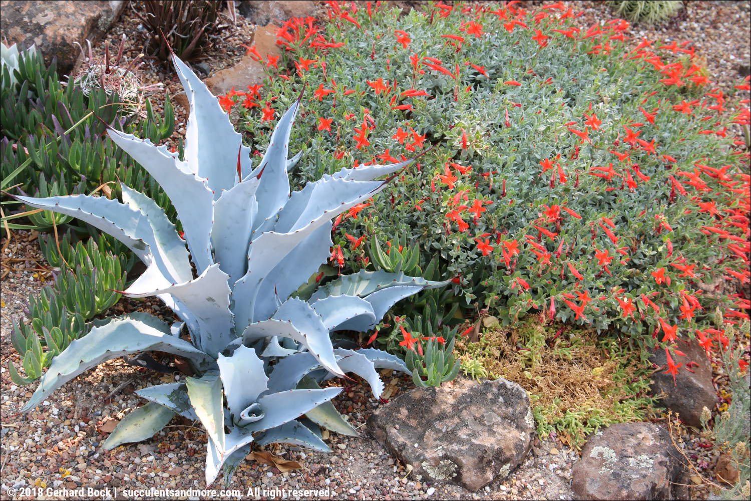 Around the world on 6,000 sq.ft.: Brian's miniature botanical garden