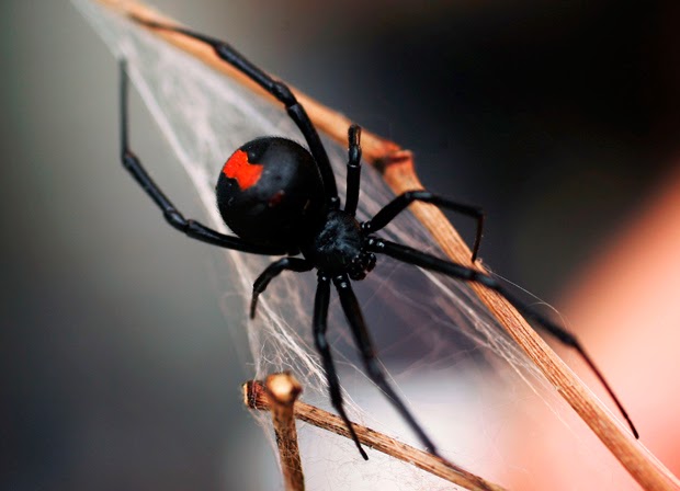 Awsome spider world: January 2014