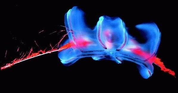 ANIMALES DE LA FOSA MARINA: Fosa de las Marianas