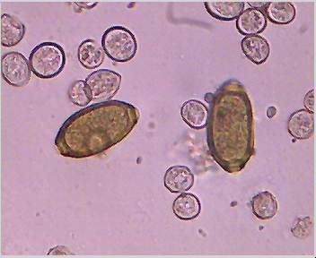 AGAS RUI ABREU: Coccidiose