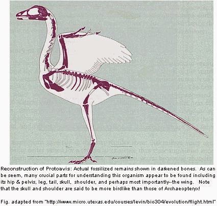 Birds To Dinosaur: Protoavis (Triassic)
