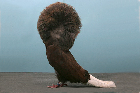 All Wallpapers: Funny Pigeons Wallpapers 2013