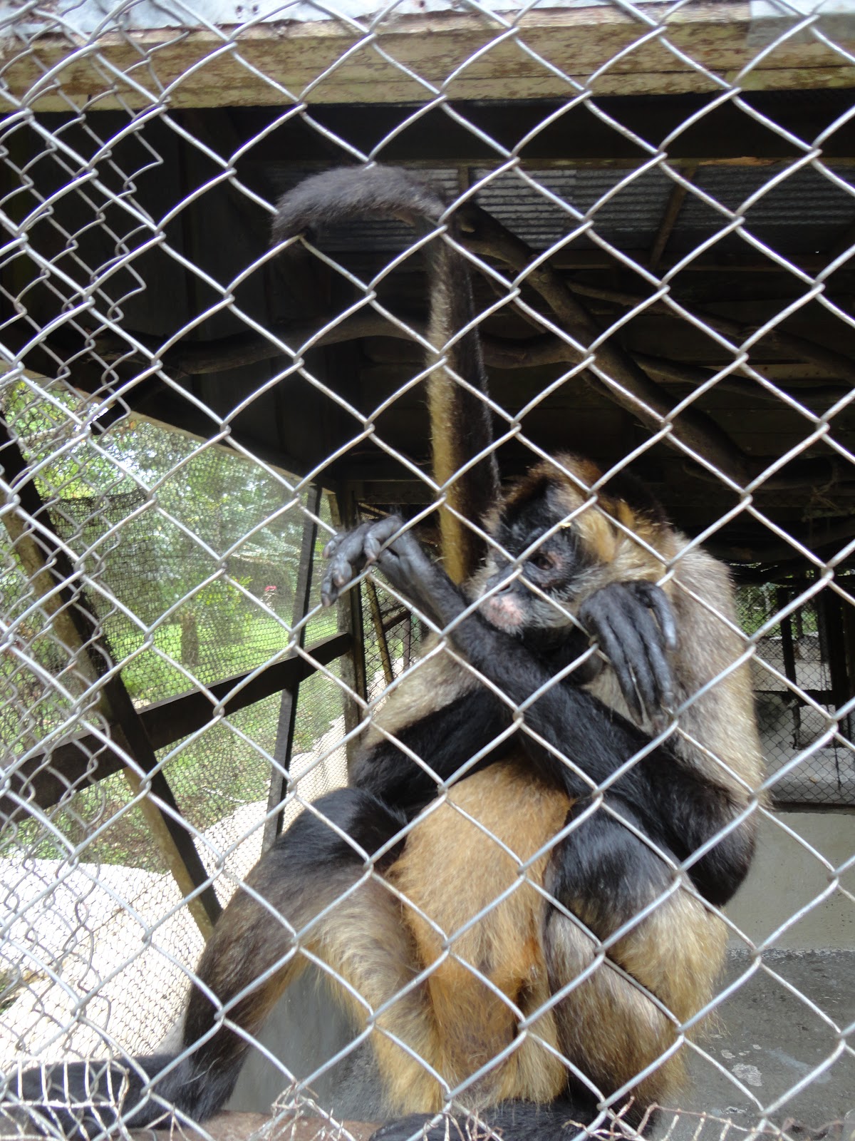 Costa Rica Kisa: Trip to San Carlos to a Costa Rican Zoo/ Rescue Center